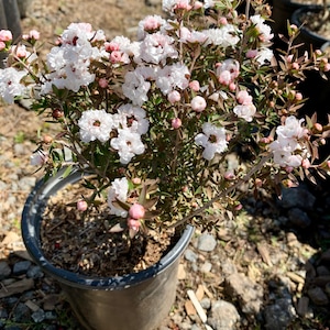 Live Tea Tree / Leptospermum Scoparium One Gallon Pot. Not Blooming - Etsy