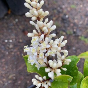 Live Texas Privet/ Ligustrum Japonicum Texanum Come With a One-gallon ...