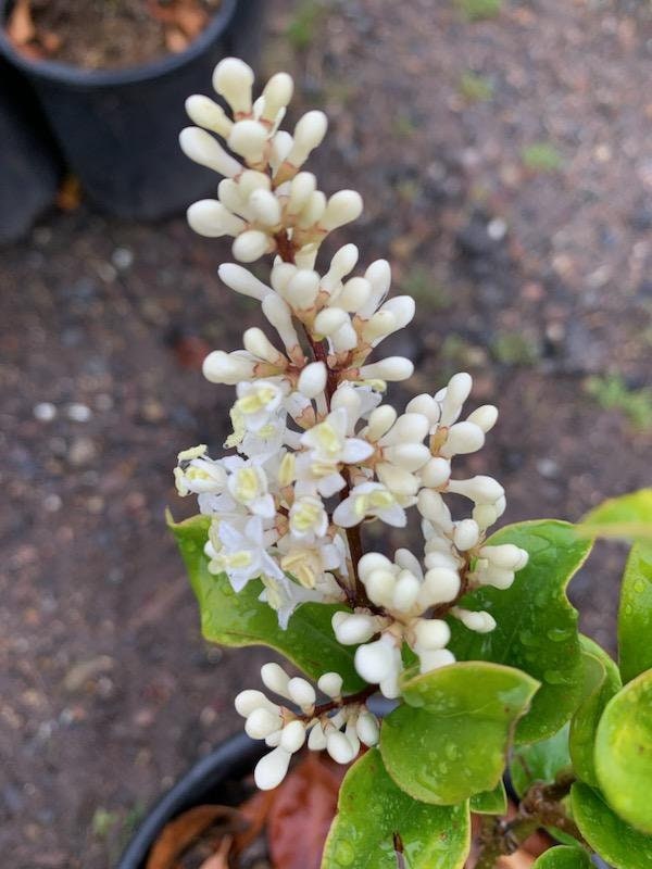 Live Texas Privet/ Ligustrum Japonicum Texanum Come With a One-gallon ...