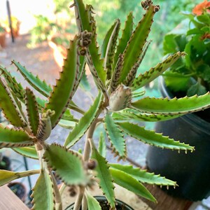 Live Mother of Millions / Devils Backbone / Kalanchoe Delagoensis - Etsy