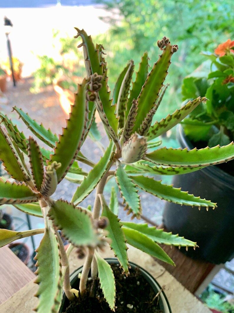 Live Mother of Millions / Devils Backbone / Kalanchoe - Etsy