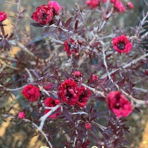Live Tea Tree / Leptospermum Scoparium One Gallon Pot. Not Blooming - Etsy