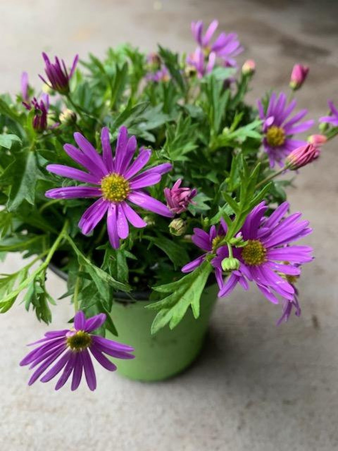 Blooming Now!! Live Brasco Purple / Brachyscome Angustifolia - Etsy