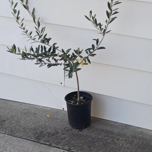 Healthy, Young Live Olea Europe’s Dwarf / Little Ollie ( 1 Gallon Pot ...