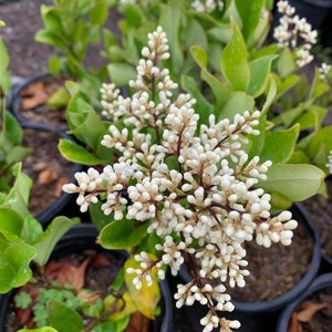 Live Texas Privet/ Ligustrum Japonicum Texanum Come With a One-gallon ...