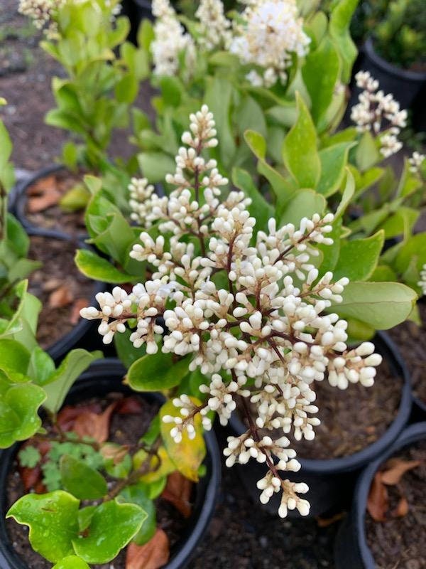 Live Texas Privet/ Ligustrum Japonicum Texanum Come With a One-gallon ...