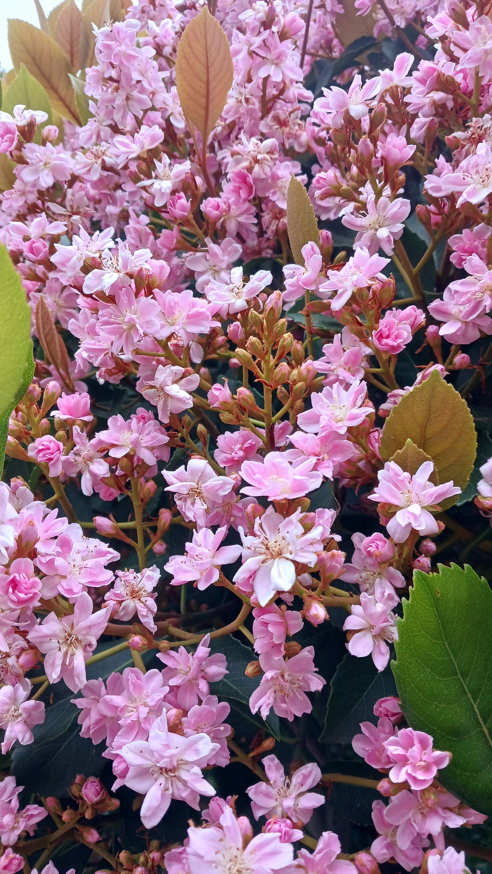 Live India Hawthorn ( 2 Colors Available/ Pink Lady, Clara ) Come With ...