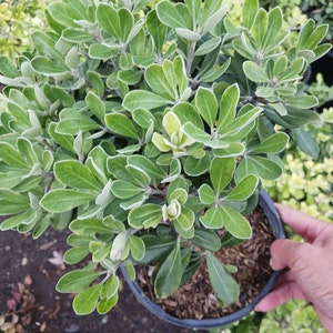 Dwarf Karo Pittosporum Compactum Come With a One-gallon Pot - Etsy