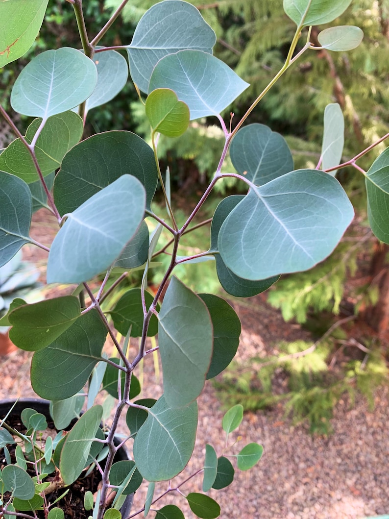 Live Eucalyptus Red Box / Silver Dollar Gum - Etsy