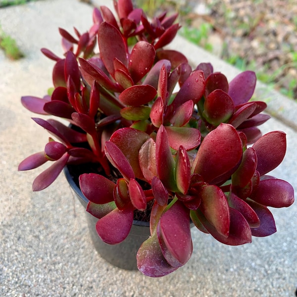 Large Jade Plant - Etsy