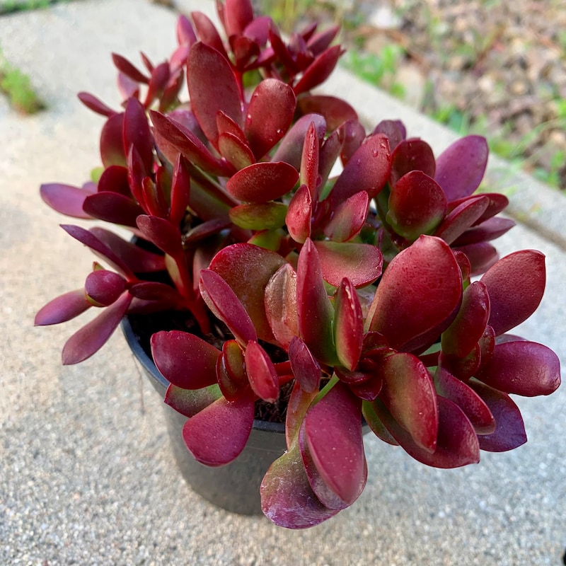 Coffee Tree Plant Large - Etsy