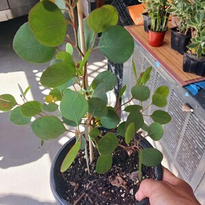 Live Eucalyptus Red Box / Silver Dollar Gum, One Gallon Pot - Etsy