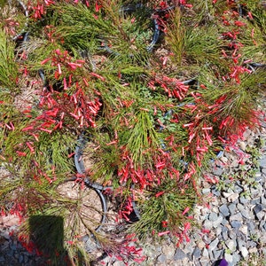 Live Firecracker Plant / Coral Plant, One Gallon Pot - Etsy