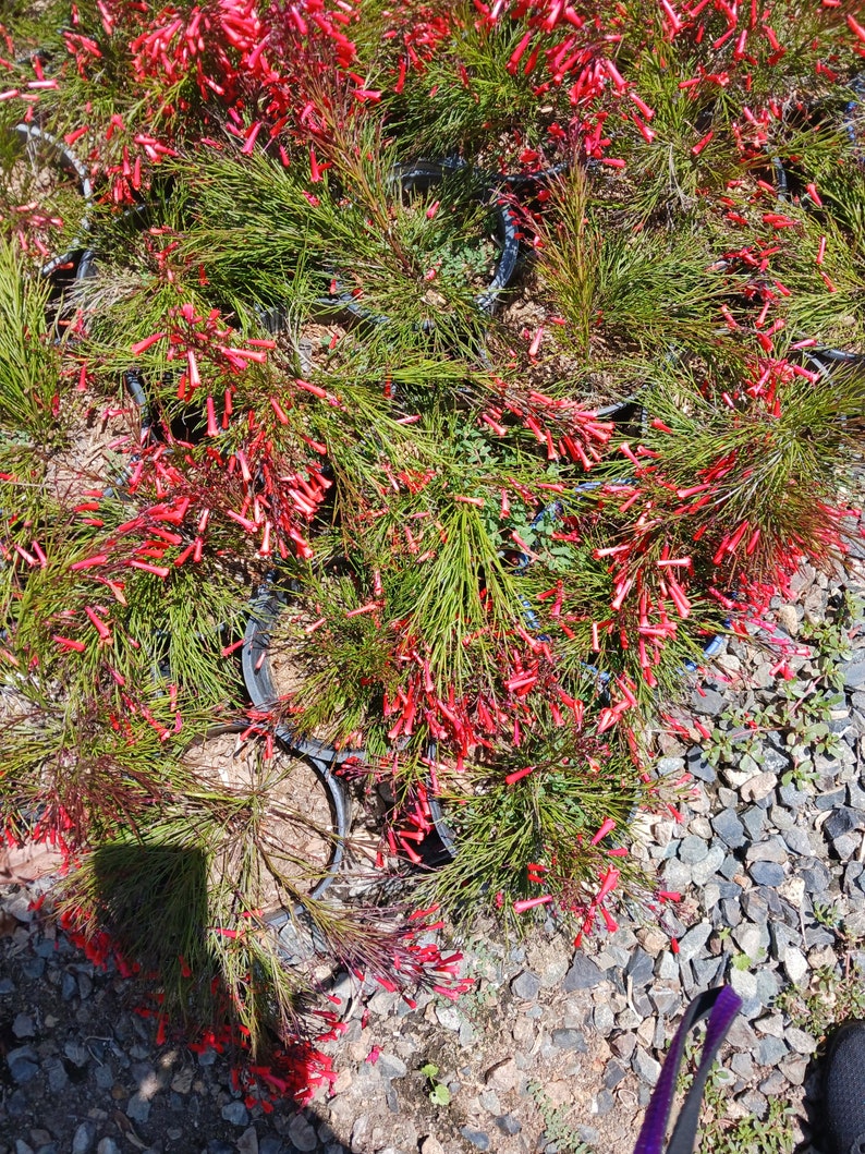 Live Firecracker Plant / Coral Plant, One Gallon Pot - Etsy