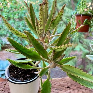 Live Mother of Millions / Devils Backbone / Kalanchoe Delagoensis - Etsy