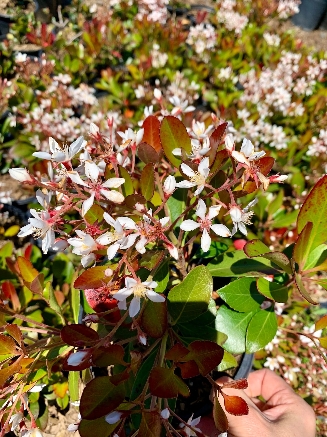 Live India Hawthorn ( 2 Colors Available/ Pink Lady, Clara ) Come With ...