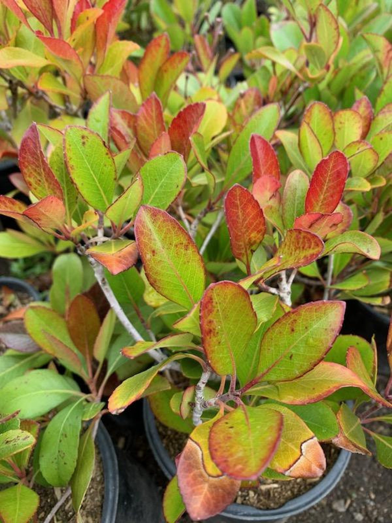 Live India Hawthorn ( 2 Colors Available/ Pink Lady, Clara ) Come With ...