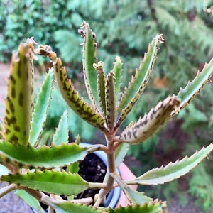 Live Mother of Millions / Devils Backbone / Kalanchoe - Etsy