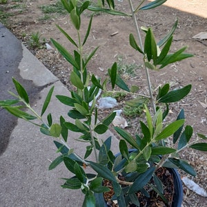 Healthy, Young Live Olea Europe’s Dwarf / Little Ollie ( 1 Gallon Pot ...