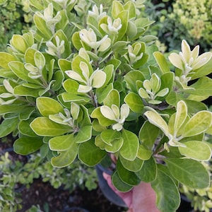 Dwarf Karo Pittosporum Compactum Come With a One-gallon Pot - Etsy