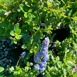 Blooming!! Carmel Ceanothus - Etsy