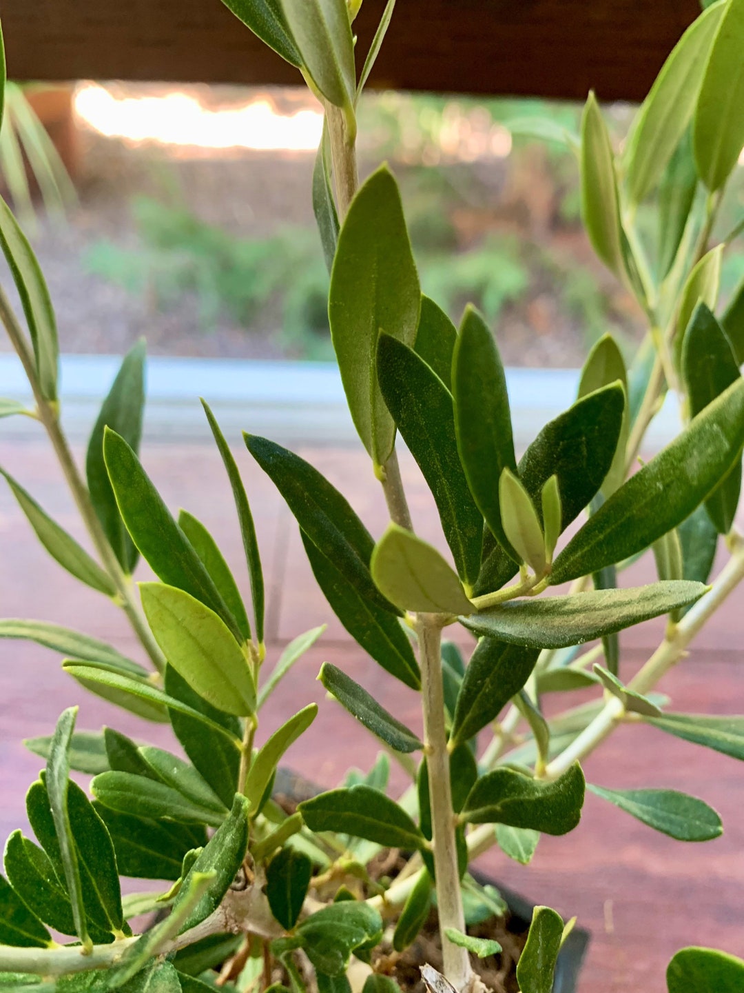 Healthy Young Live Olea Europes Dwarf / Little Ollie - Etsy