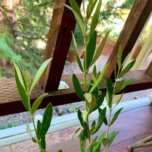 Healthy Young Live Olea Europes Dwarf / Little Ollie - Etsy