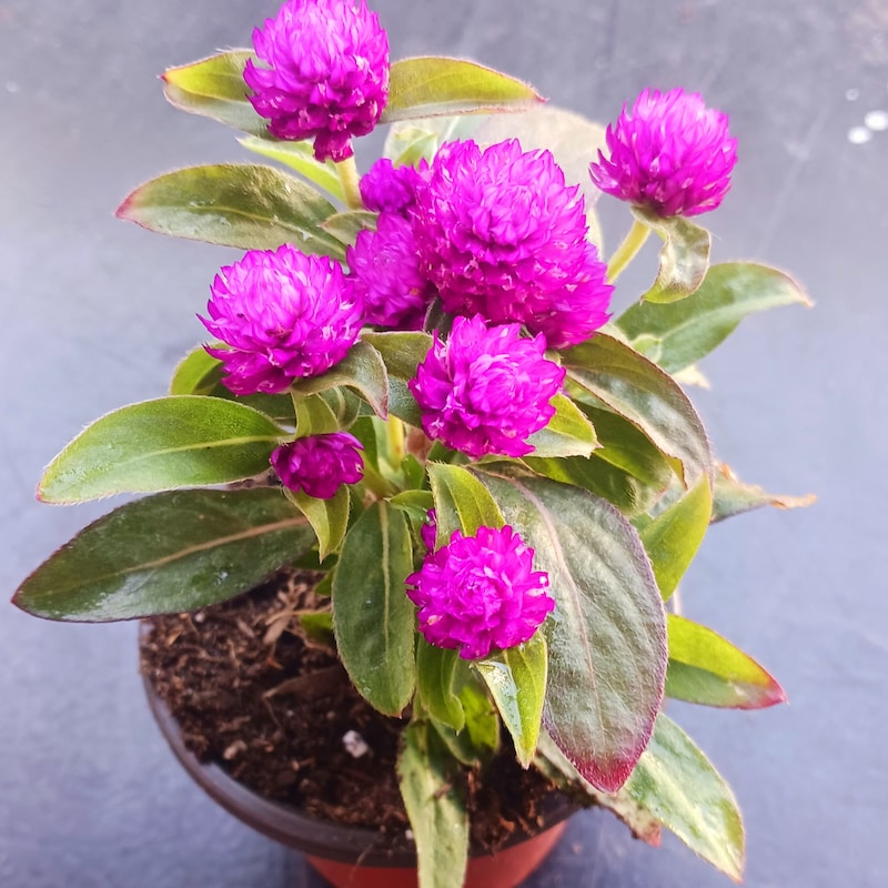 Globe Amaranth Seeds - Etsy