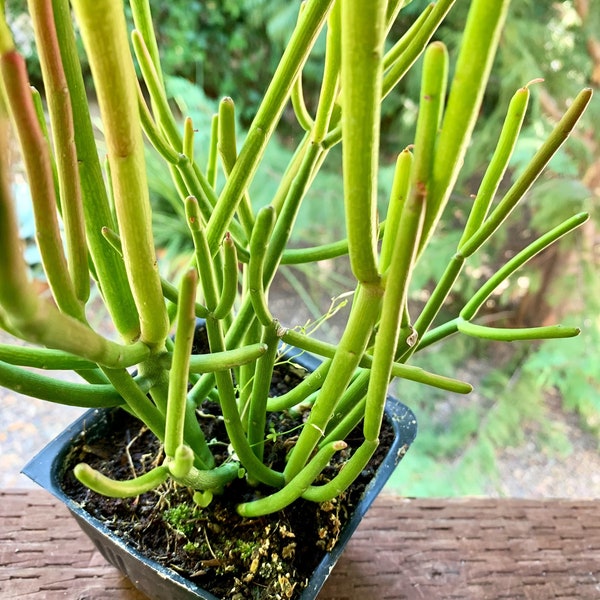 Pencil Cactus - Etsy