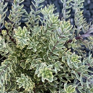 Live Coast Rosemary / " Morning Light" Westringia Fruticosa, One Gallon ...