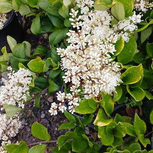 Live Texas Privet/ Ligustrum Japonicum Texanum Come With a One-gallon ...