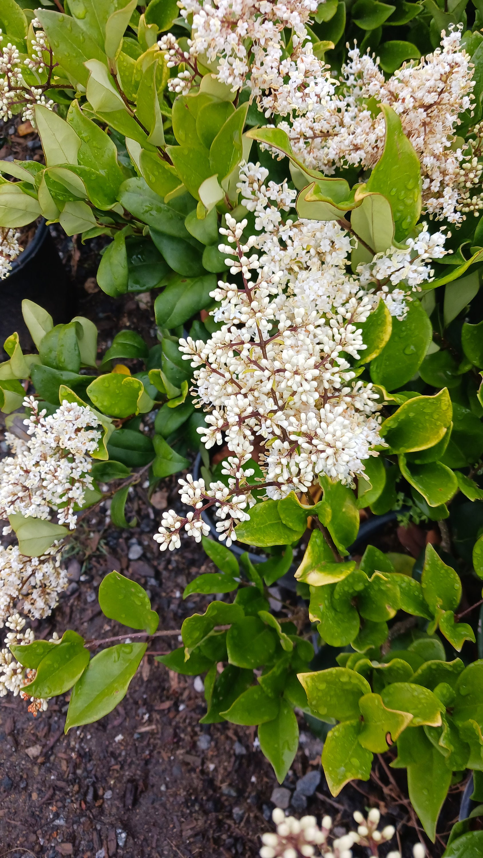 Live Texas Privet/ Ligustrum Japonicum Texanum Come With a One-gallon ...