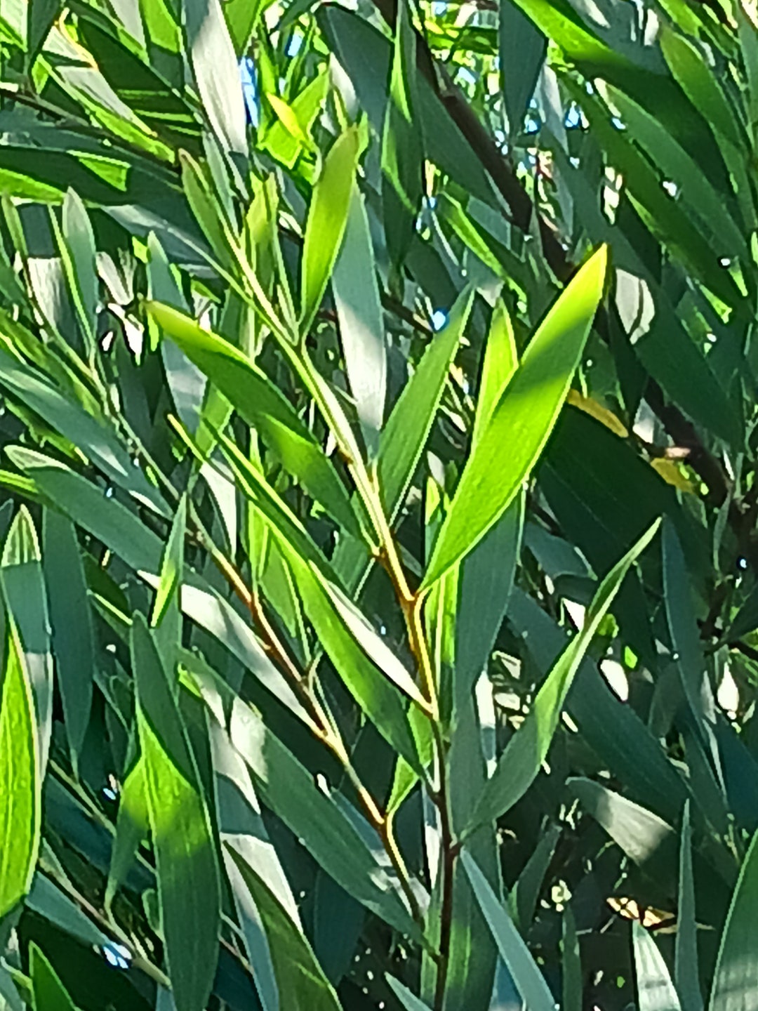 Live Baby Black Acacia / Australian Blavkwood / Acacia Melanoxylon - Etsy