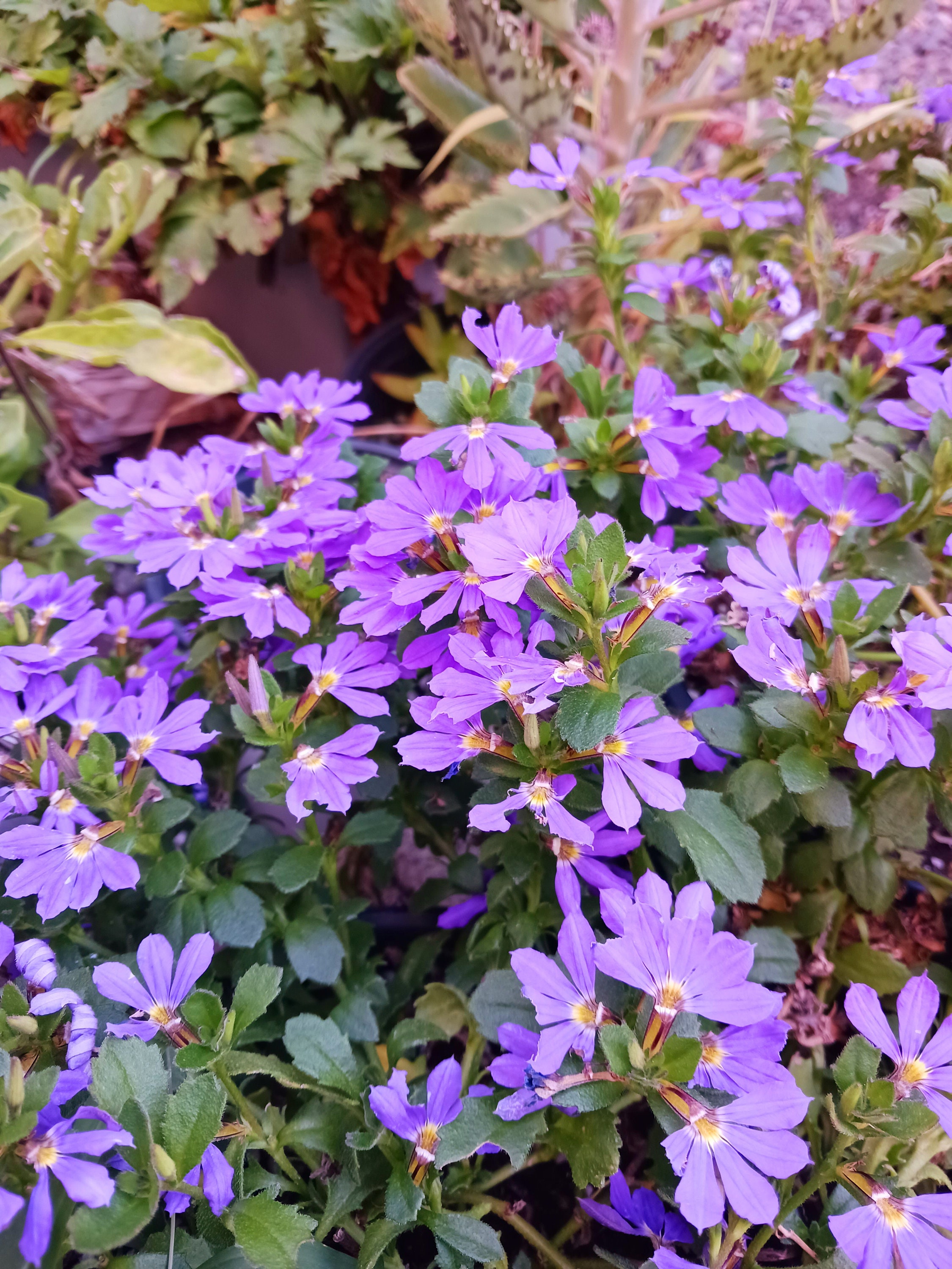 Live Blue Brilliance Scaevola ( 4 Inch Pot ) - Etsy