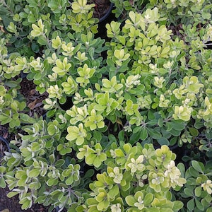 Dwarf Karo Pittosporum Compactum Come With a One-gallon Pot - Etsy