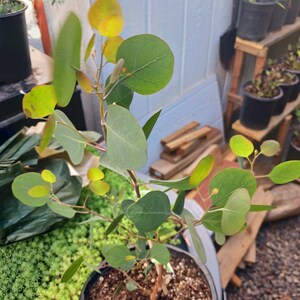 Live Eucalyptus Red Box / Silver Dollar Gum - Etsy