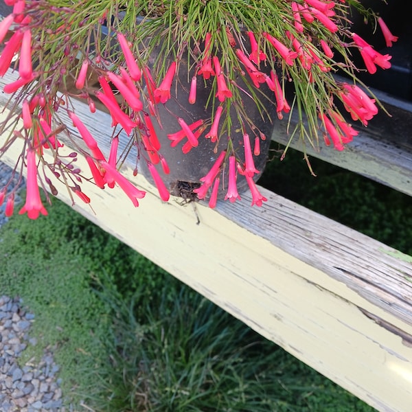 Firecracker Plant - Etsy