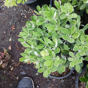 Dwarf Karo Pittosporum Compactum Come With a One-gallon Pot - Etsy
