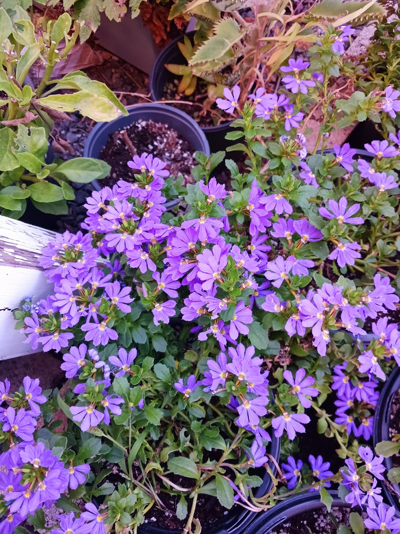 Live Blue Brilliance Scaevola ( 4 Inch Pot ) - Etsy