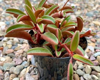Peperomia Graveolens Ruby Glow Starter Plant (ALL STARTER PLANTS ...