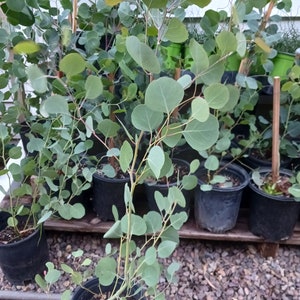Live Eucalyptus Red Box / Silver Dollar Youngand Healthy Come With, One ...