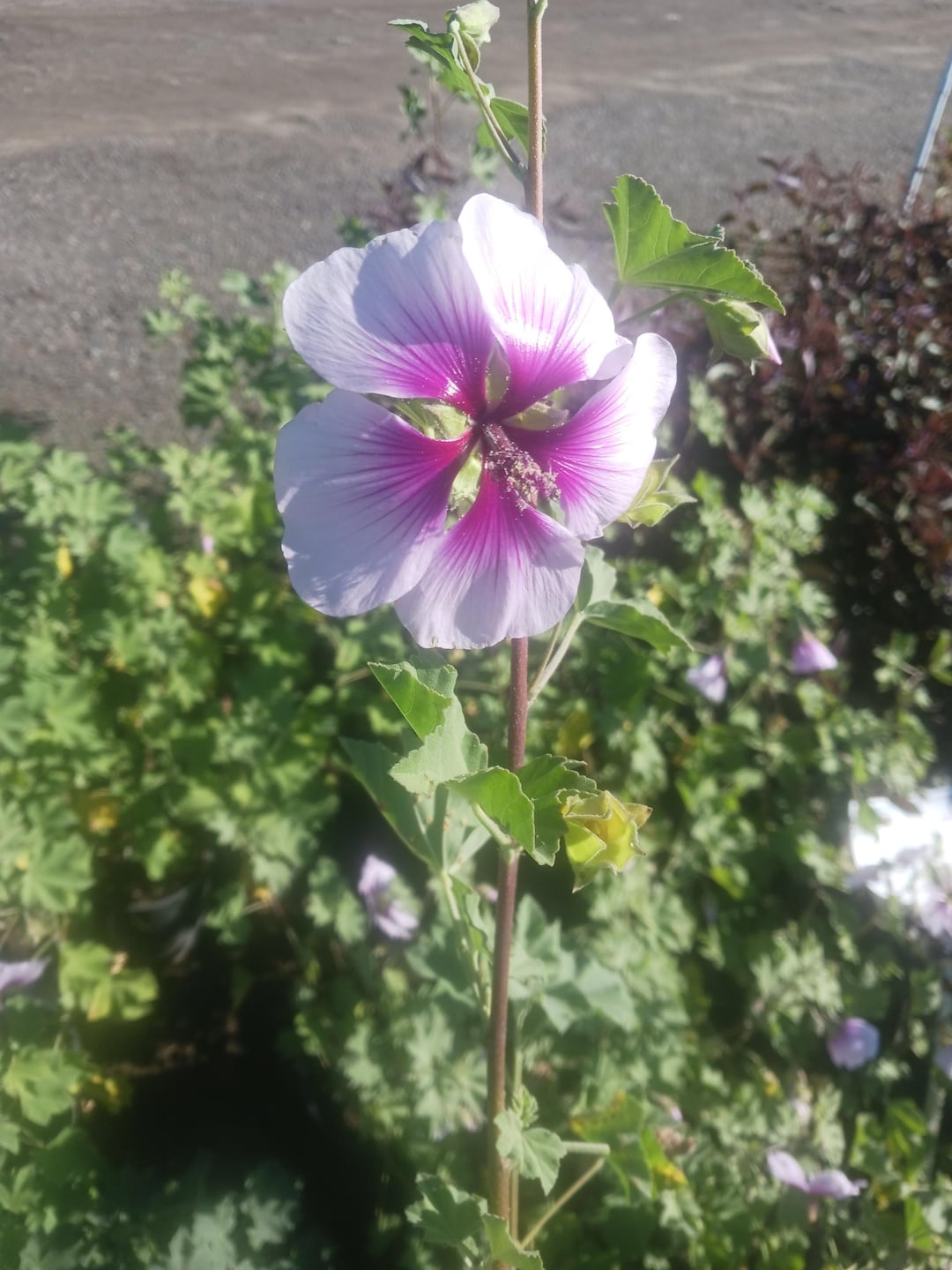 Cape Mallow Lavatera Maritima Lavender. - Etsy