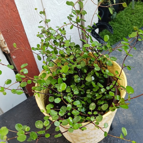 Angel Vine Plant - Etsy