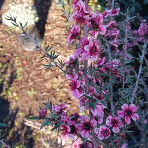 Live Tea Tree / Leptospermum Scoparium One Gallon Pot. Not Blooming - Etsy