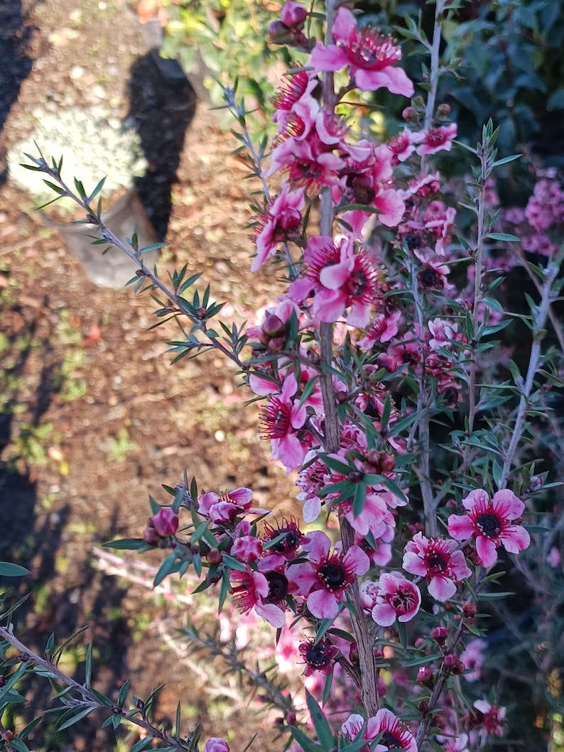Live Tea Tree / Leptospermum Scoparium One Gallon Pot. Not Blooming - Etsy