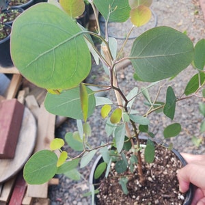 Live Eucalyptus Red Box / Silver Dollar Gum - Etsy