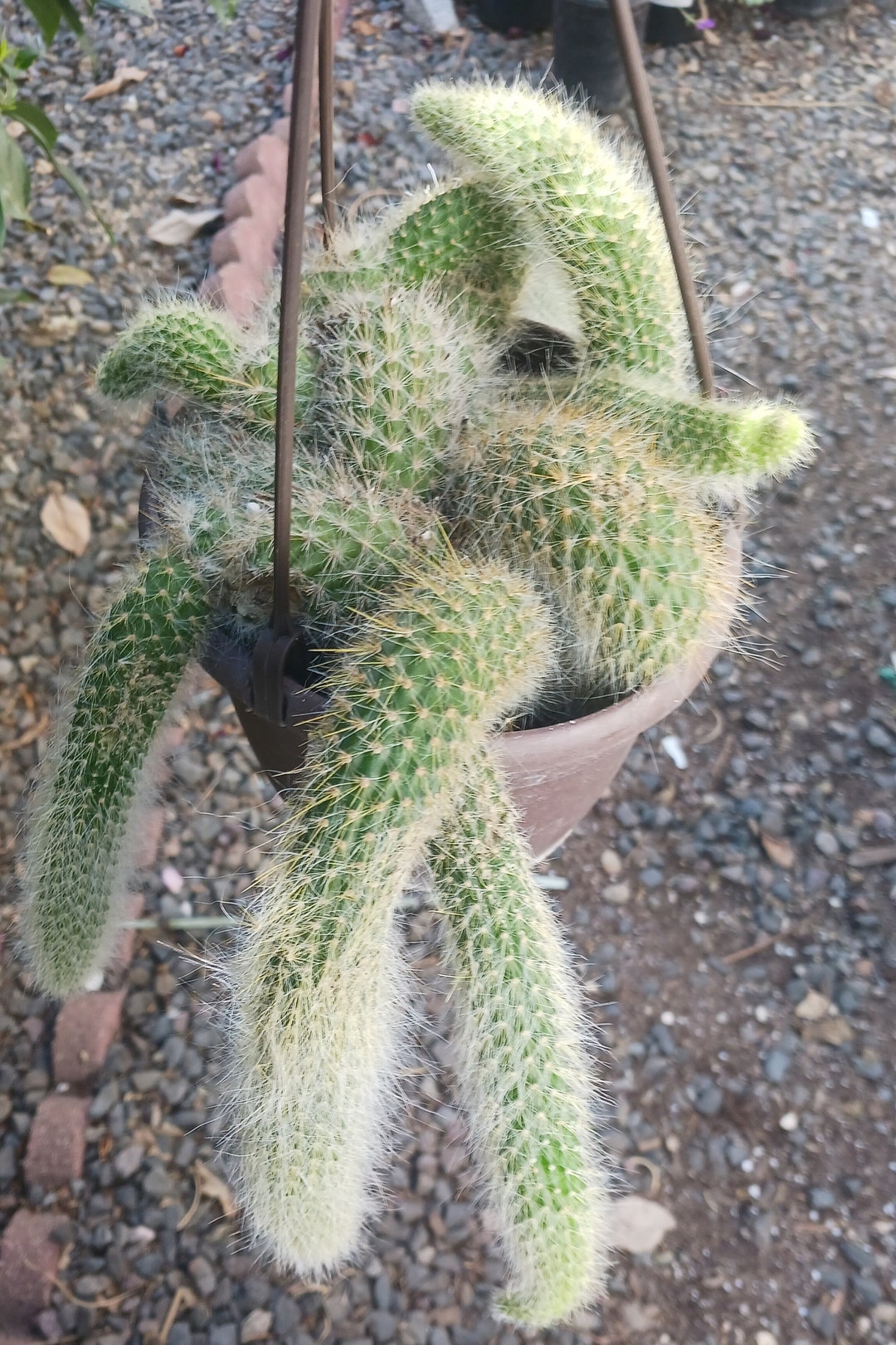 New Arrival Rare Monkey Tail Cactus Hanging Basket Young and Healthy - Etsy