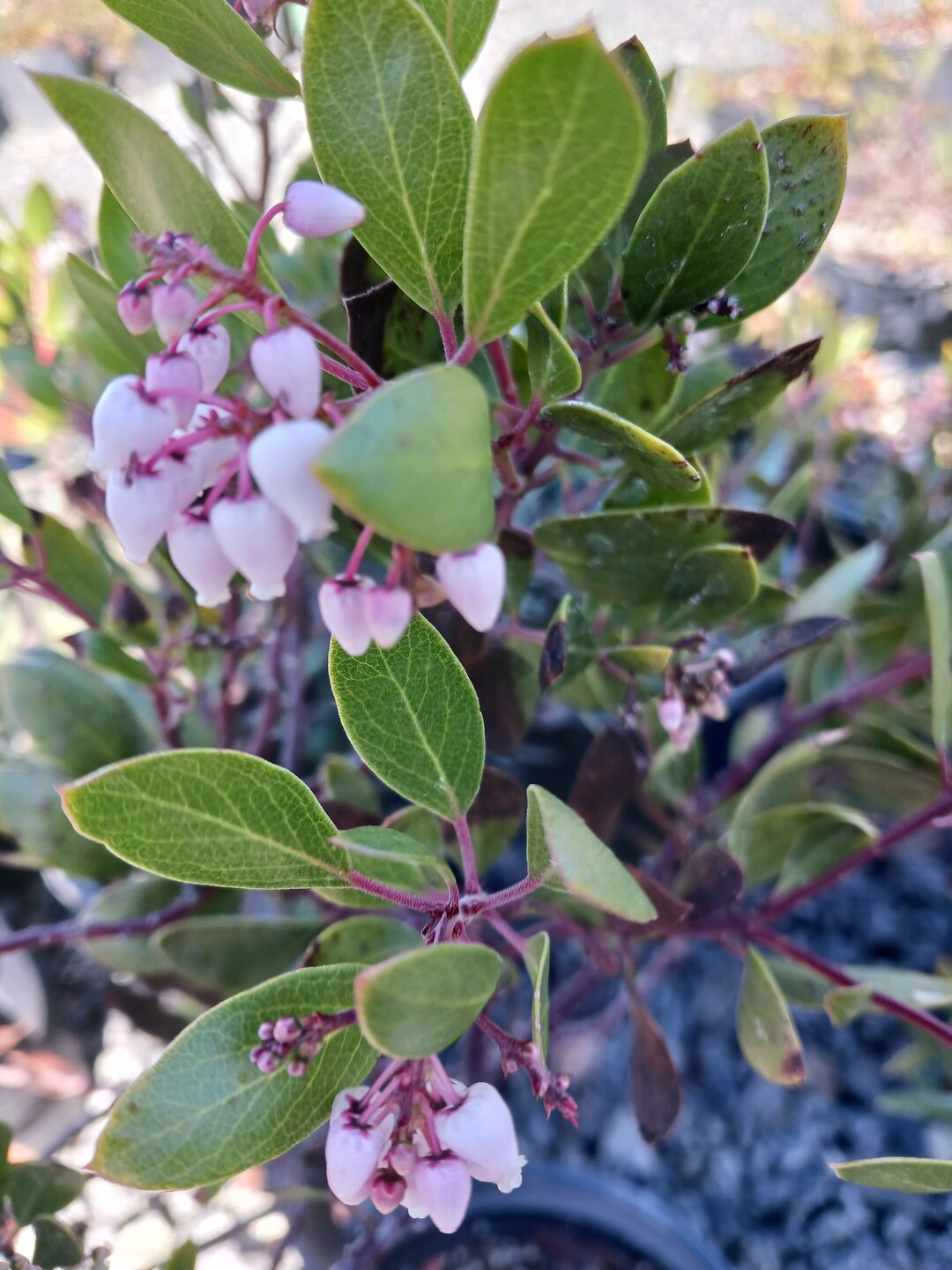 Manzanita Plants: Dr. Hurd or Howard Mcminn Varieties, One Gallon Pot ...