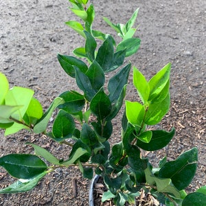 Live Texas Privet/ Ligustrum Japonicum Texanum Come With a One-gallon ...