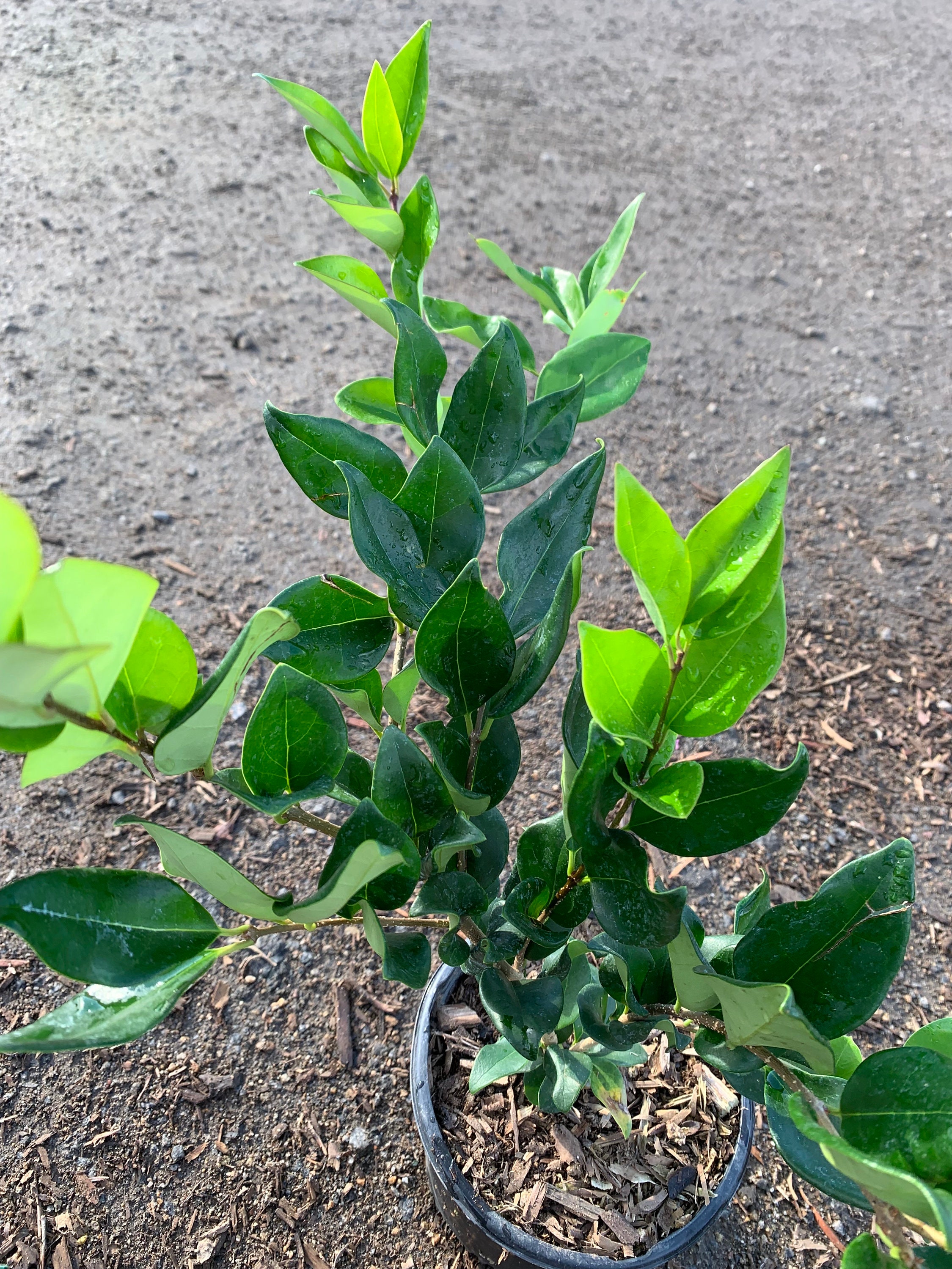 Live Texas Privet/ Ligustrum Japonicum Texanum Come With a One-gallon ...